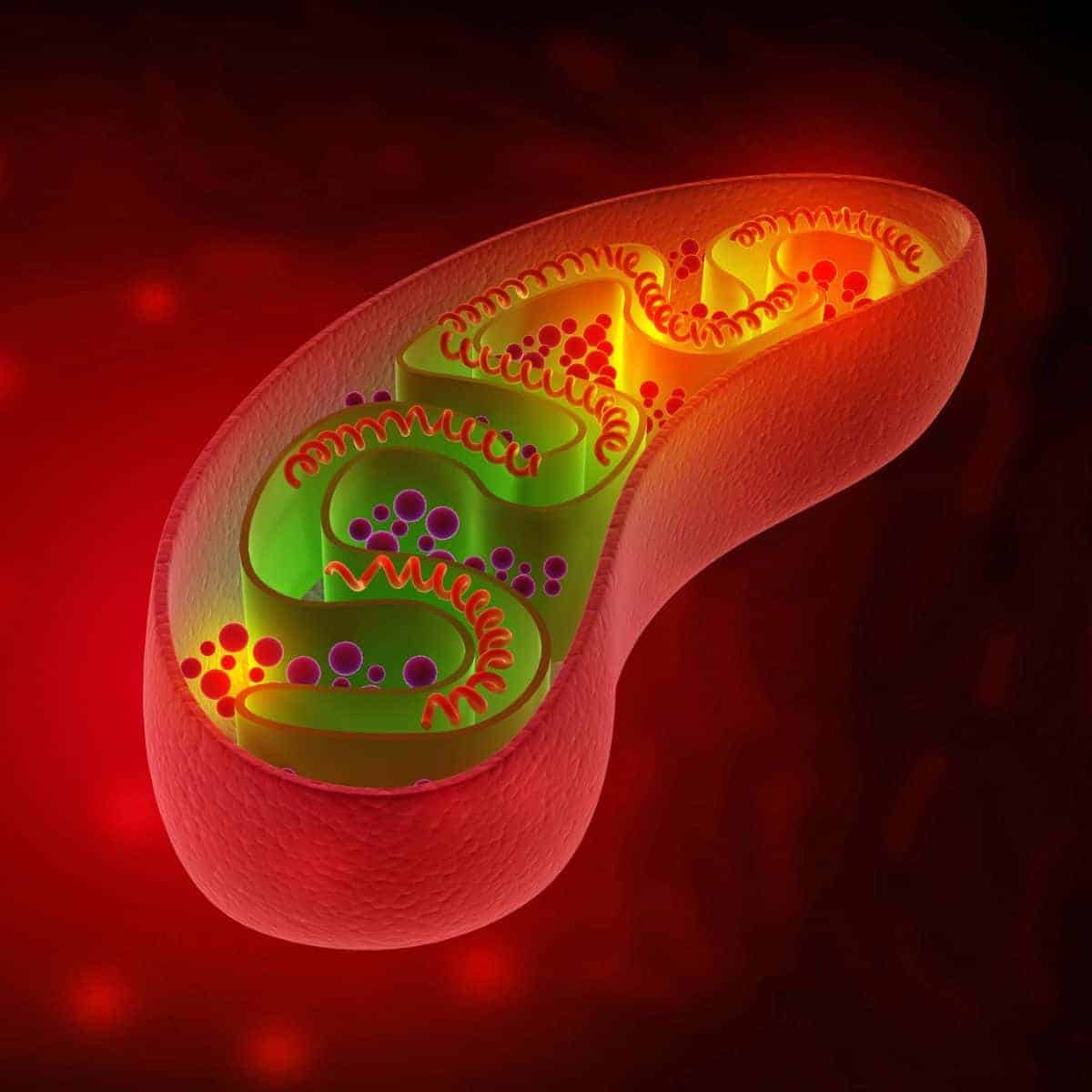 Meta-Analysis Identifies Cellular Energy Benefits Of Exercise That ...