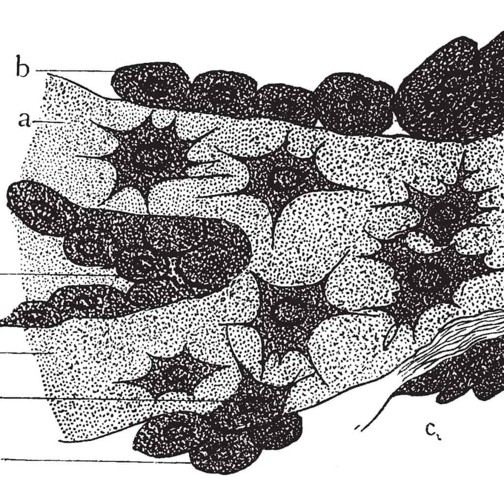 Osteoblasts: An In-Depth Guide