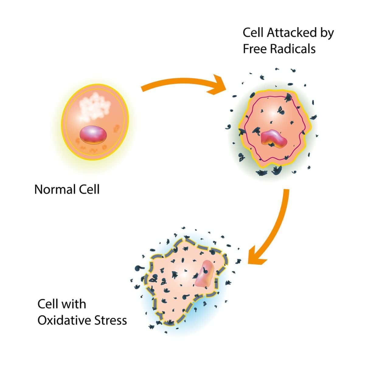 Research Unveils The Antioxidant Strategy To Protect Your Bones From ...