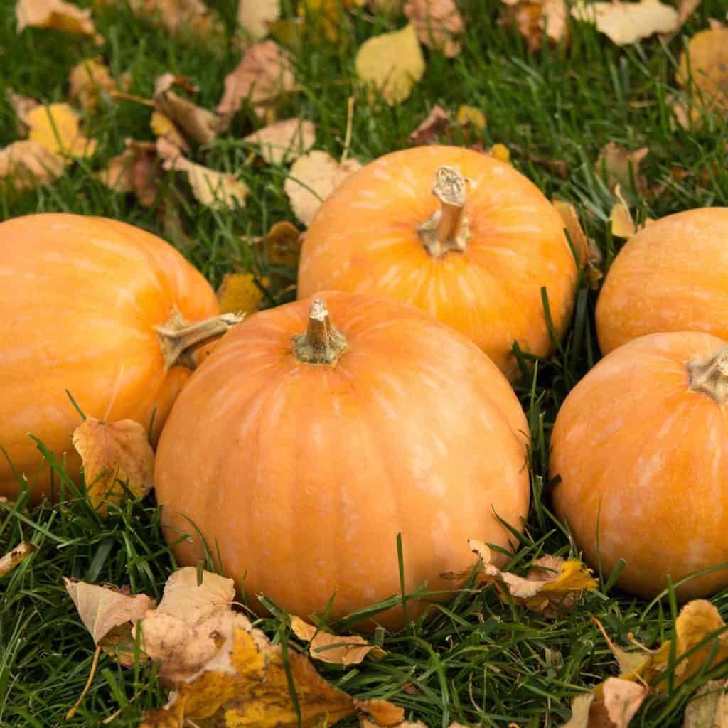 Two Compounds That Make Pumpkin A Bone Saver (Plus 2 Delicious Recipes ...