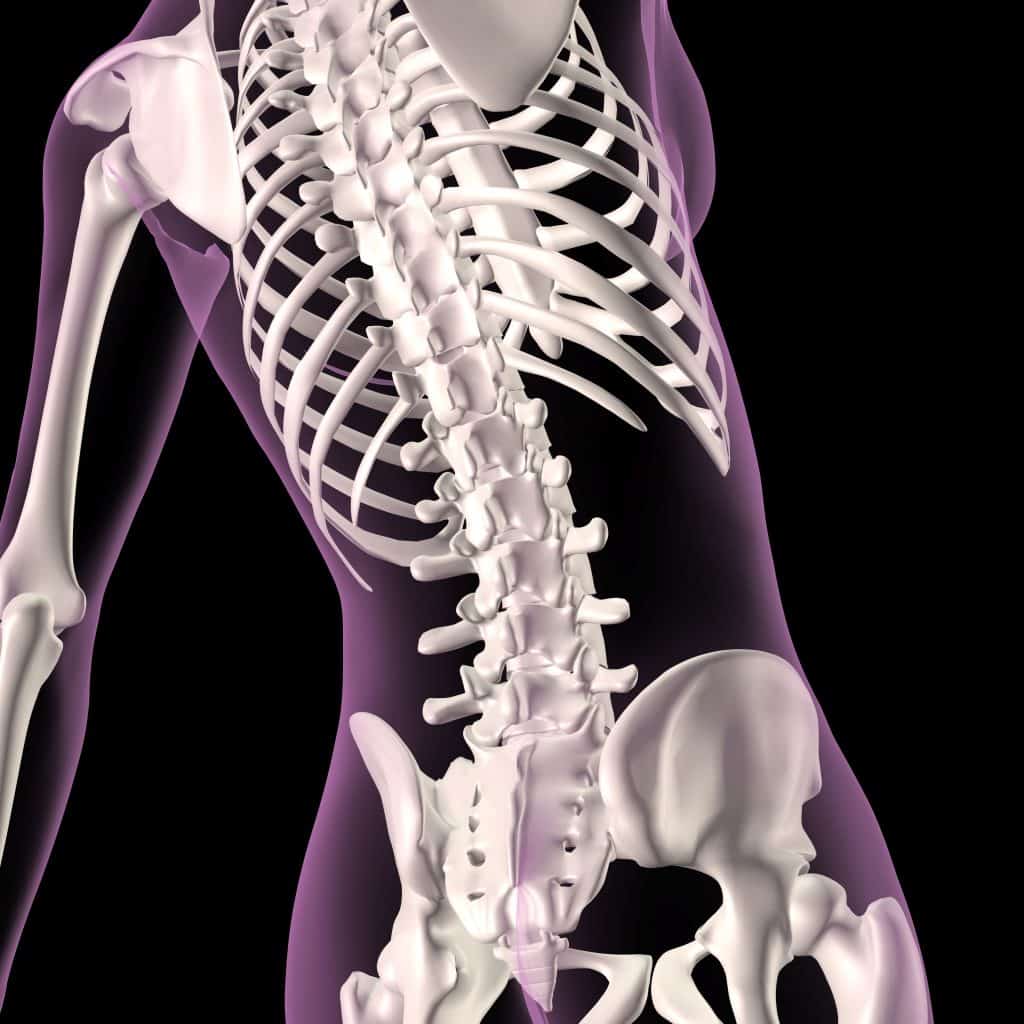 Senescent Cells Are Weakening Your Bones, Here’s What To Do About It ...
